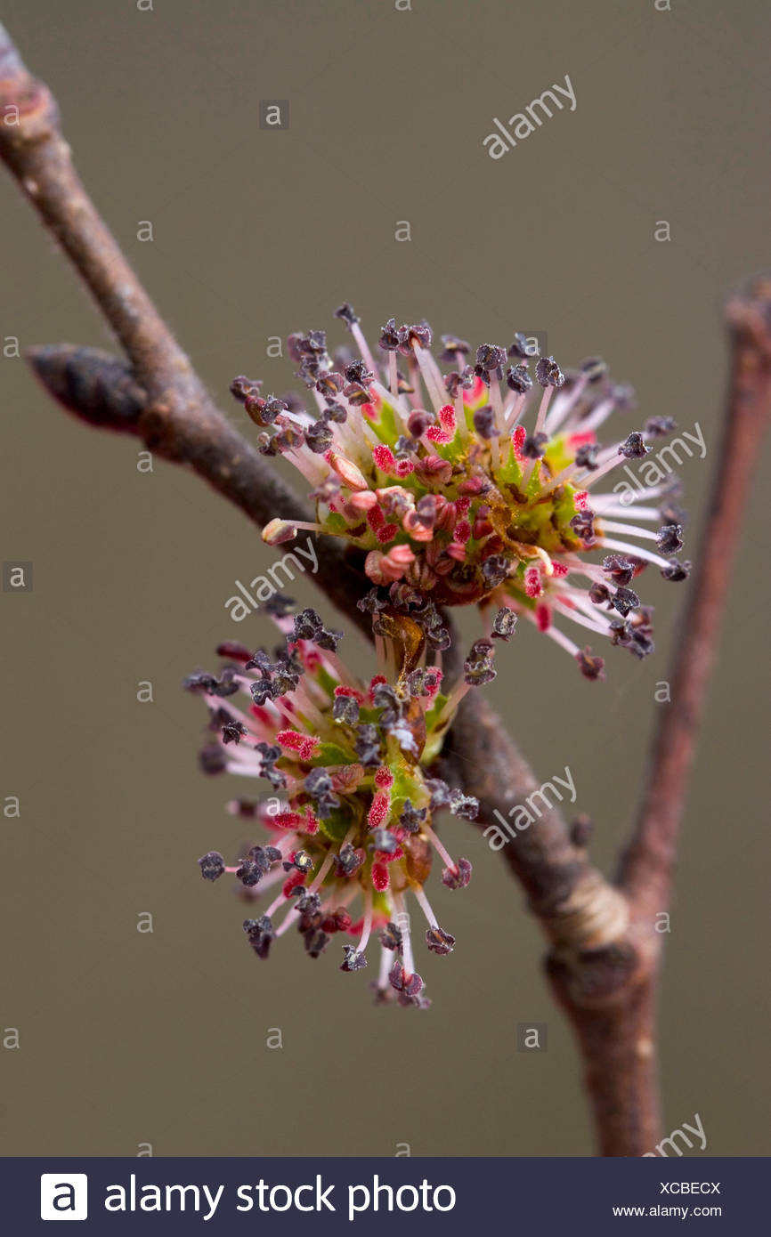 Elm Blossoms High Resolution Stock Photography and Images - Alamy
