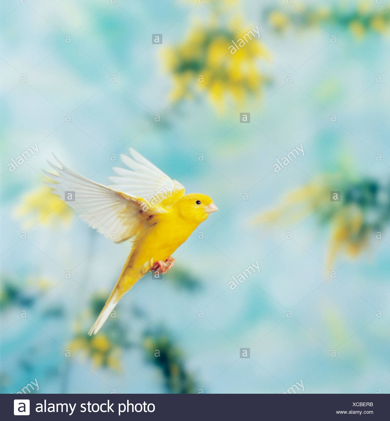 Yellow Canaries Canary High Resolution Stock Photography and Images - Alamy