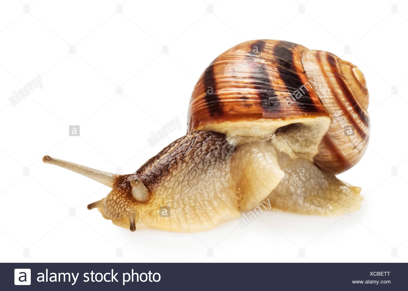 Species Of Snail High Resolution Stock Photography and Images - Alamy