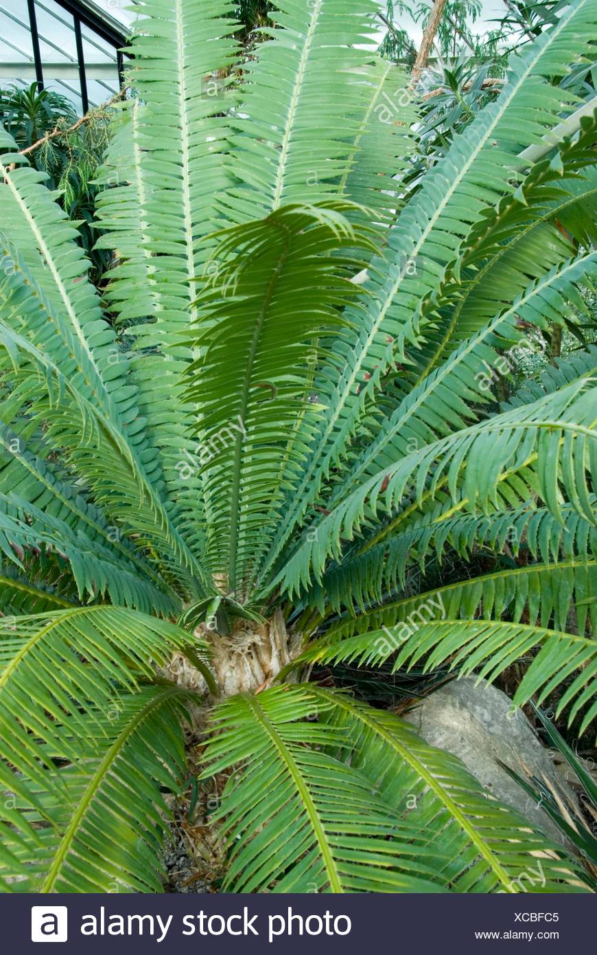 Dioon Stock Photos & Dioon Stock Images - Alamy