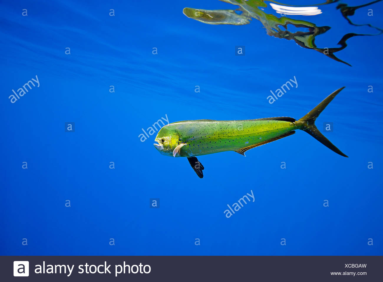 Mahi Mahi High Resolution Stock Photography and Images - Alamy