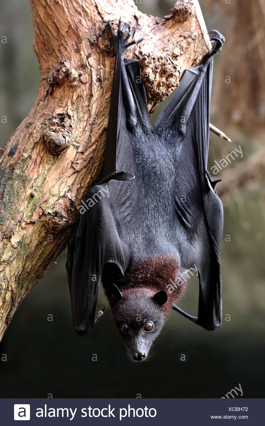 Flying Fox Bat Face Stock Photos & Flying Fox Bat Face Stock Images - Alamy
