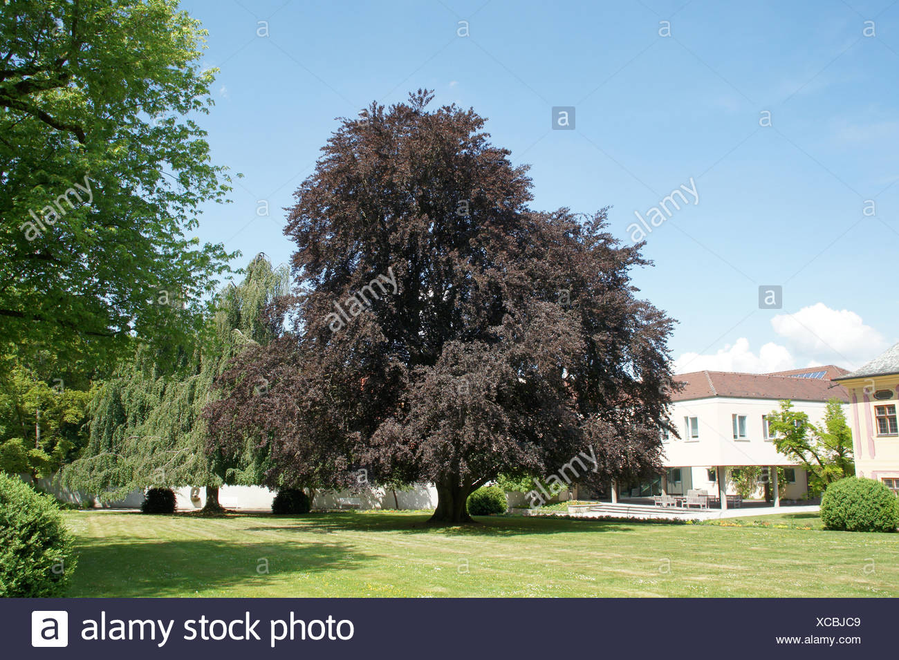 Red Beech Tree Stock Photos & Red Beech Tree Stock Images - Alamy