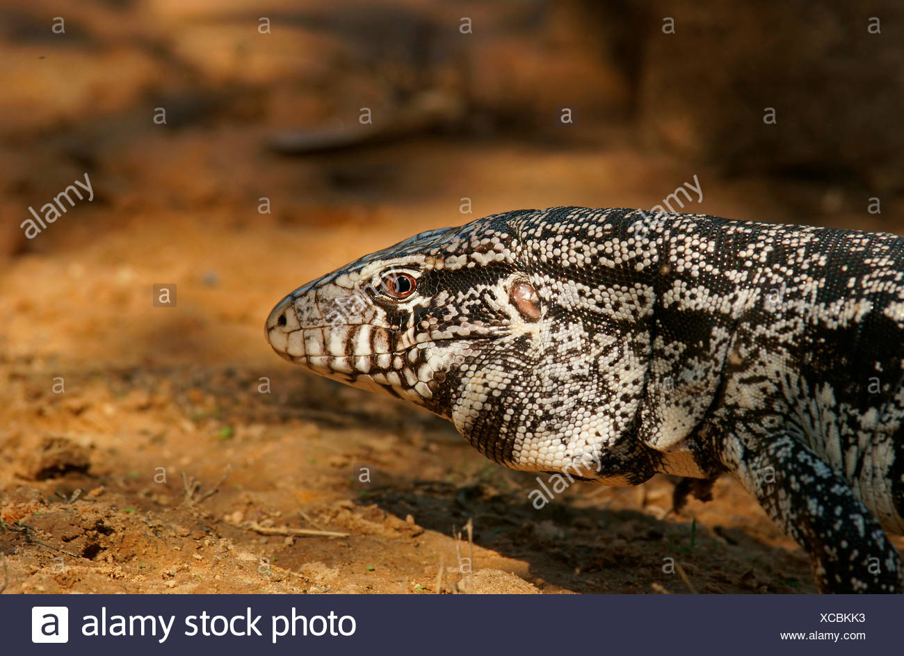 Salvator Merianae High Resolution Stock Photography and Images - Alamy