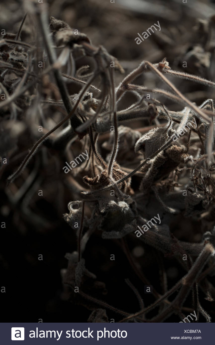 Withered Branches High Resolution Stock Photography and Images - Alamy