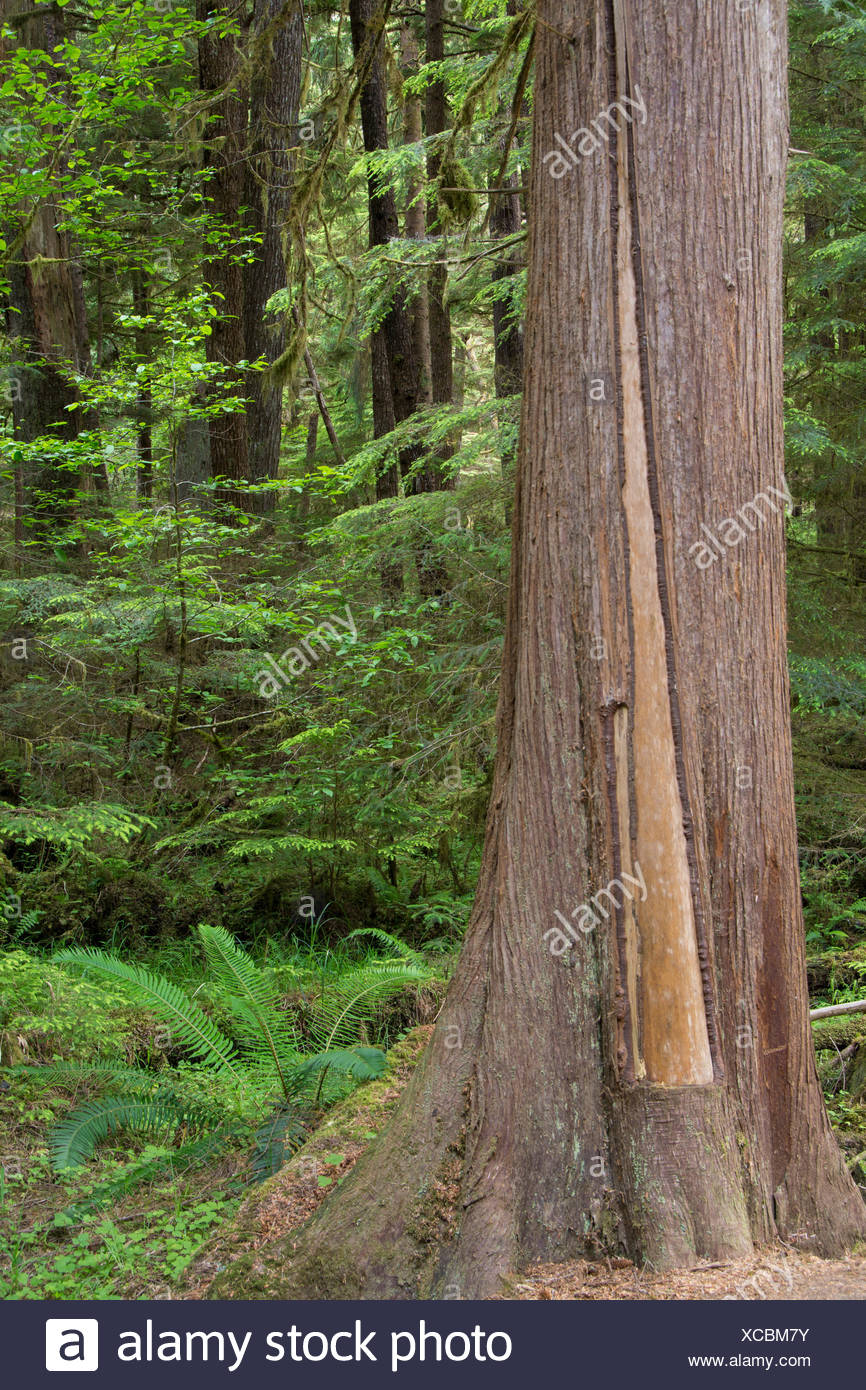 Queen Charlotte Trail High Resolution Stock Photography and Images - Alamy