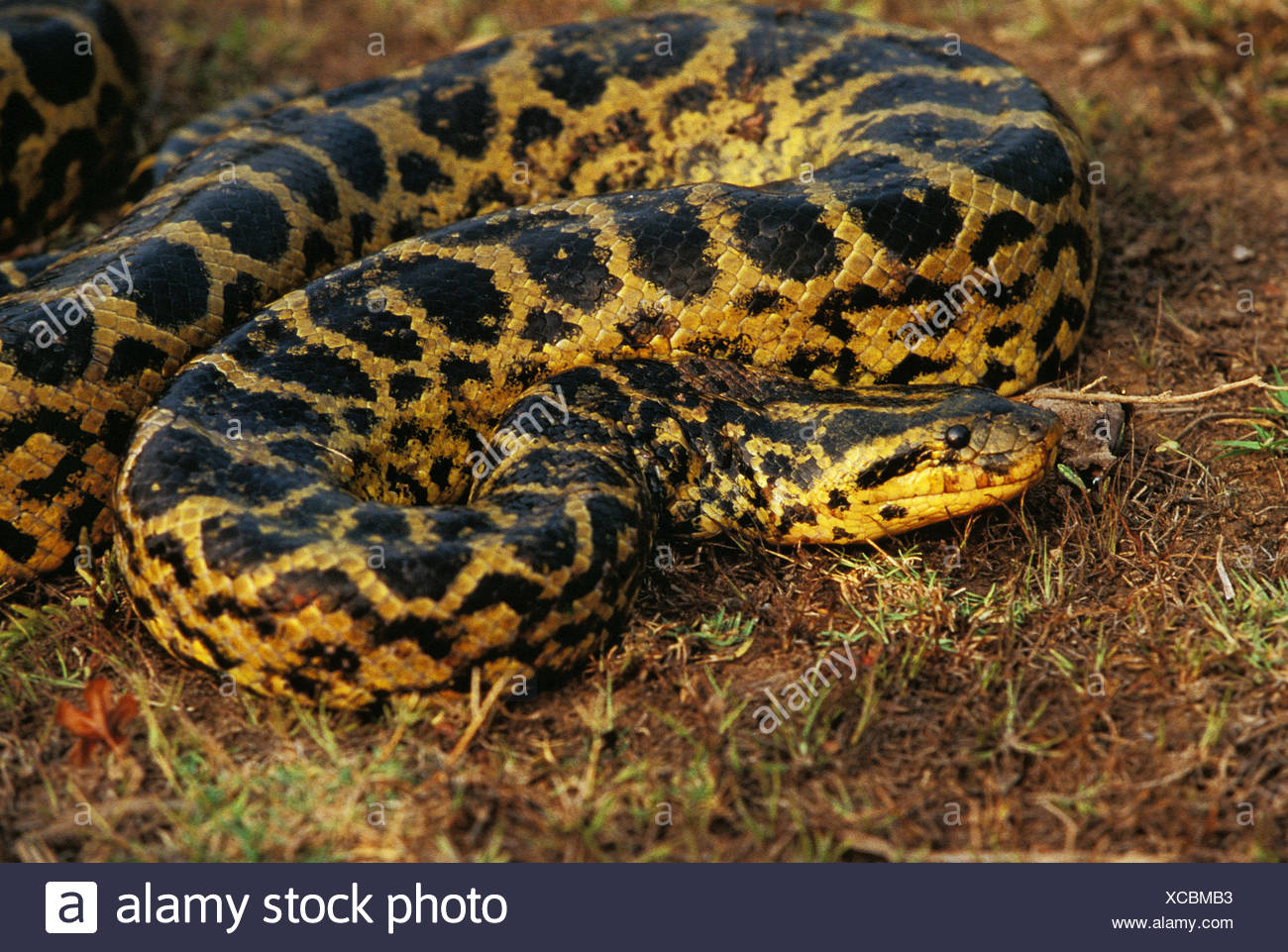 Green Anaconda Brazil High Resolution Stock Photography and Images - Alamy