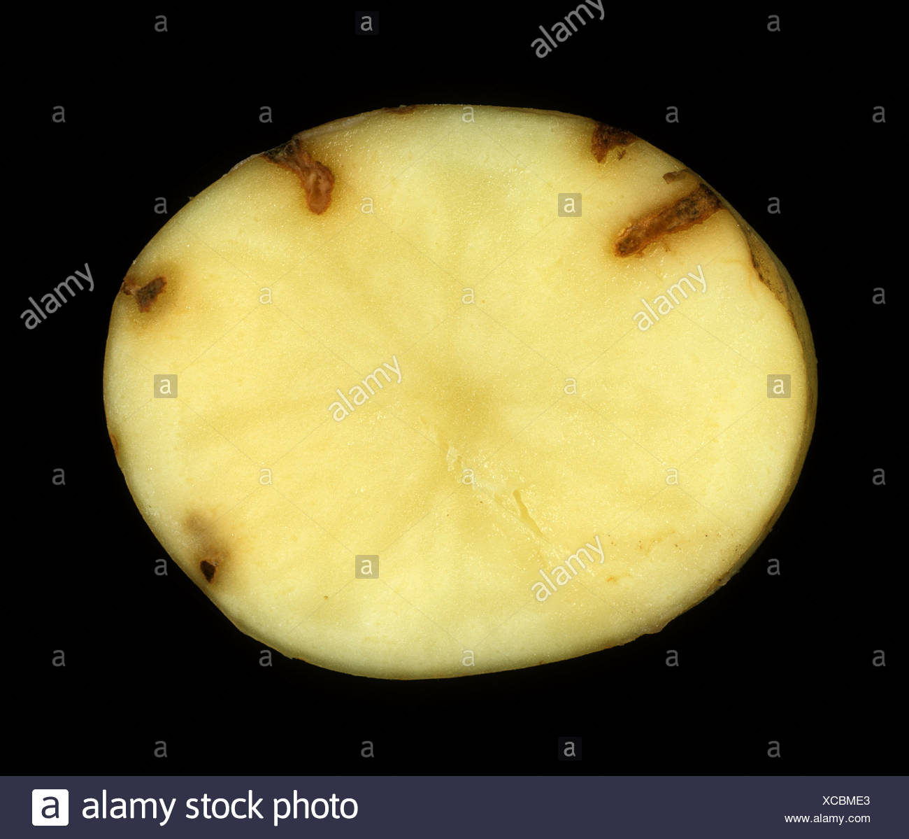 Wireworm High Resolution Stock Photography and Images - Alamy