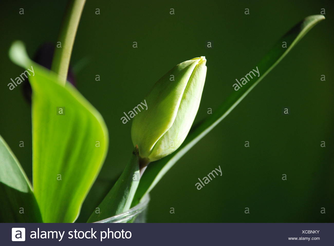 Shattered Vase High Resolution Stock Photography and Images - Alamy