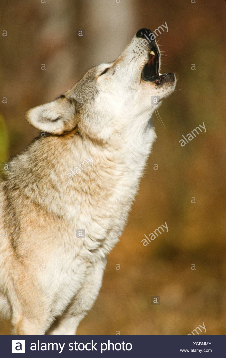 Alaska Northern Grey Wolf Stock Photos & Alaska Northern Grey Wolf ...