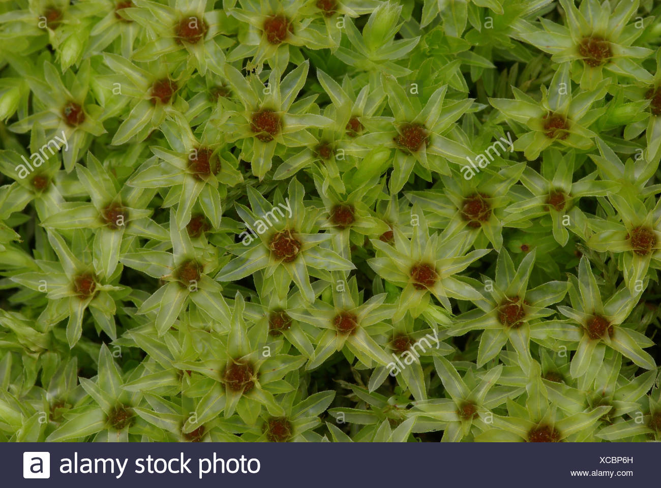Bladmossen High Resolution Stock Photography and Images - Alamy