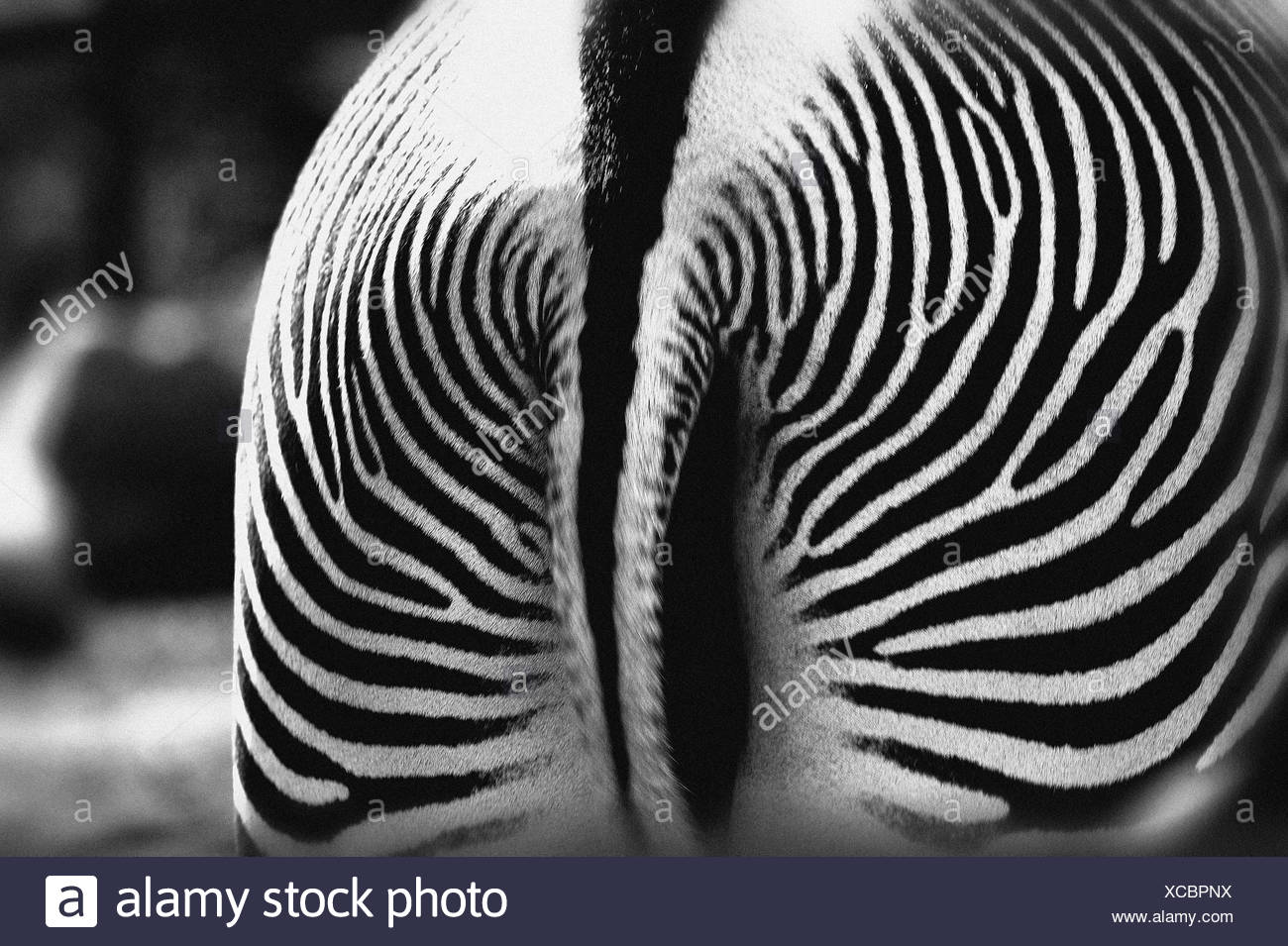 Zebra Bum High Resolution Stock Photography and Images - Alamy