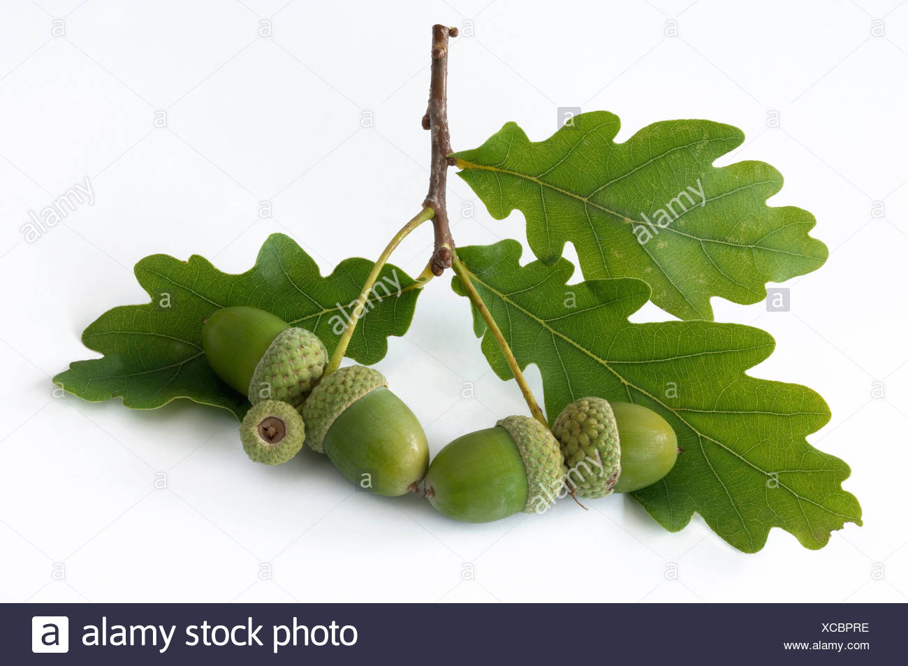English Oak Pendulate Oak Quercus High Resolution Stock Photography and Images - Alamy