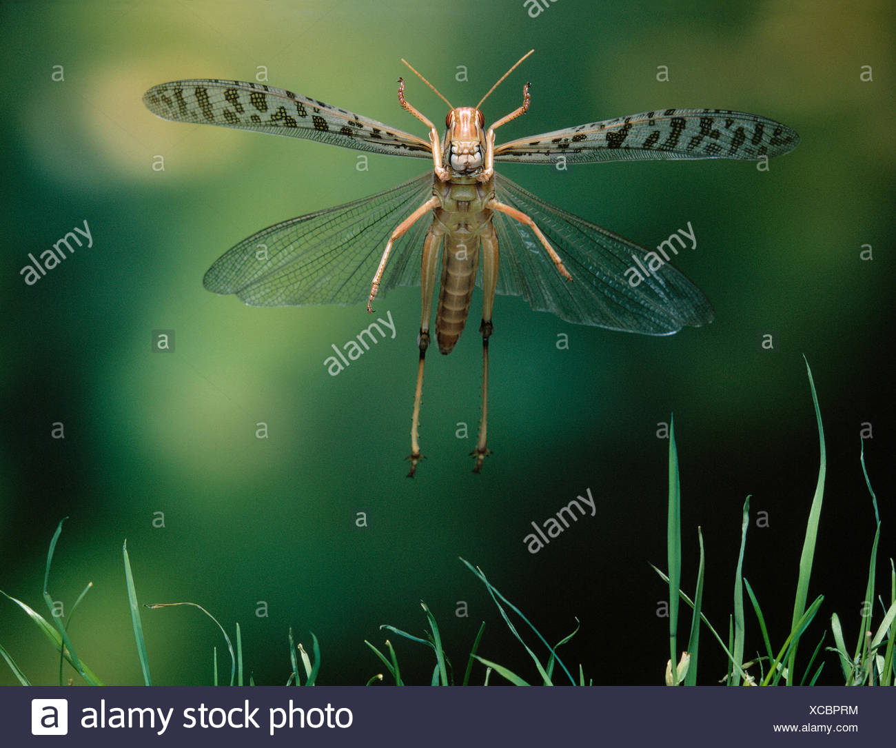 Locust Wings High Resolution Stock Photography and Images - Alamy