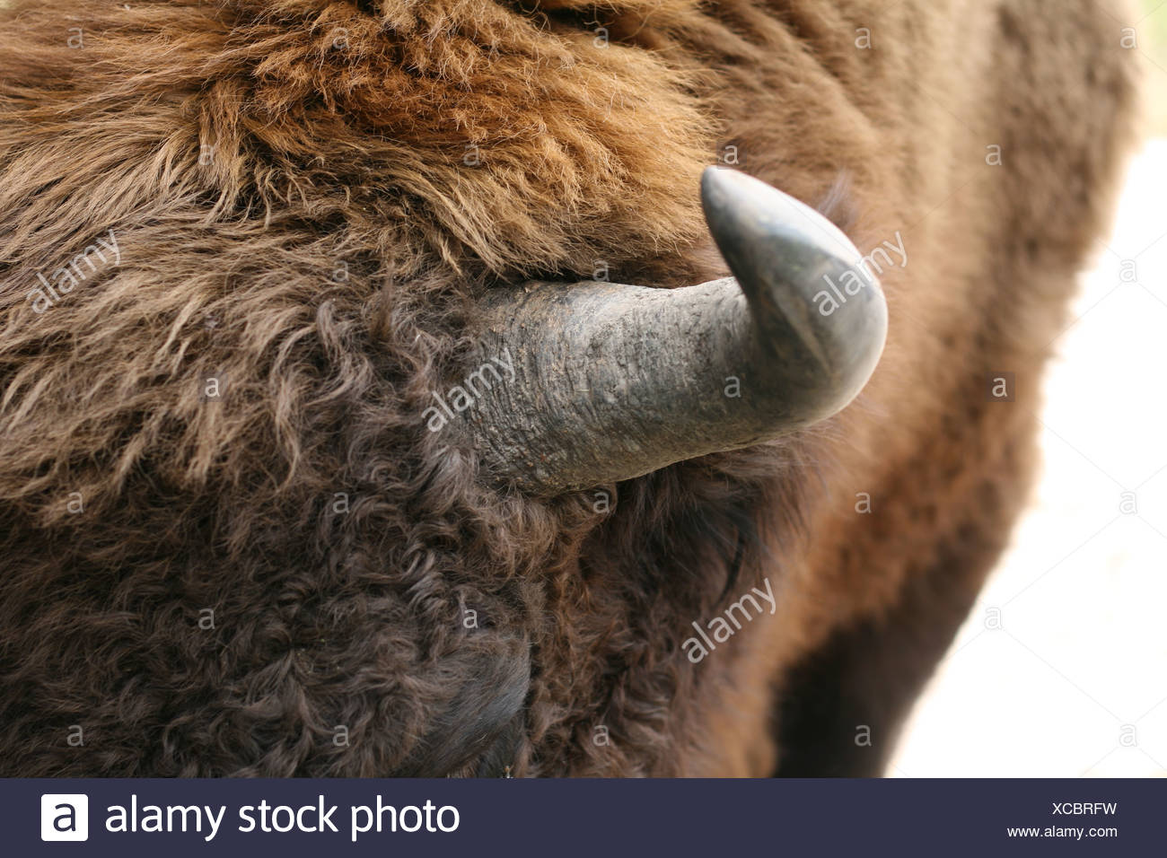 Bison Horn High Resolution Stock Photography and Images - Alamy