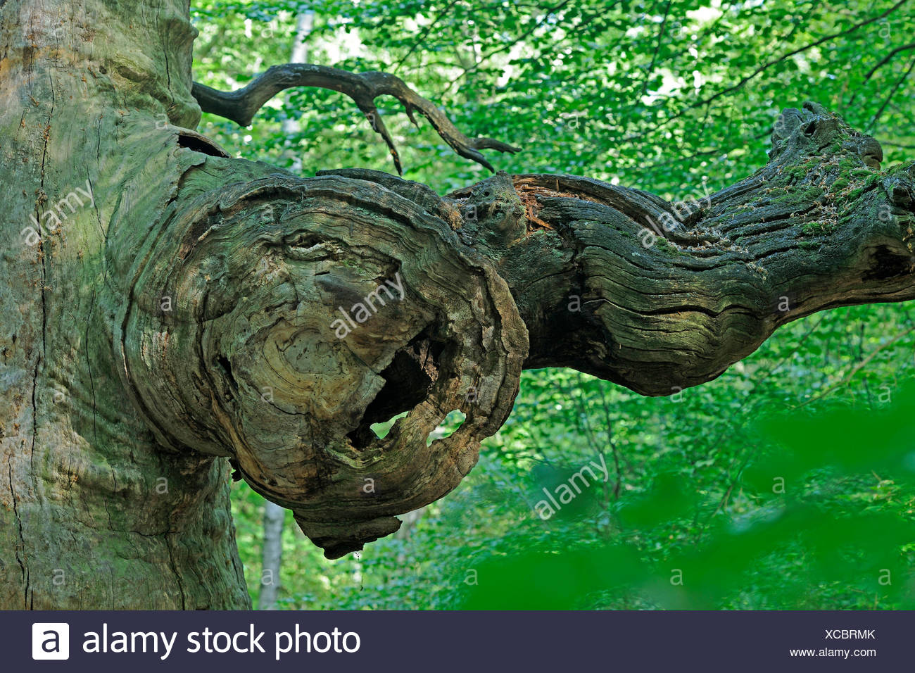 Gnarled Branch High Resolution Stock Photography and Images - Alamy