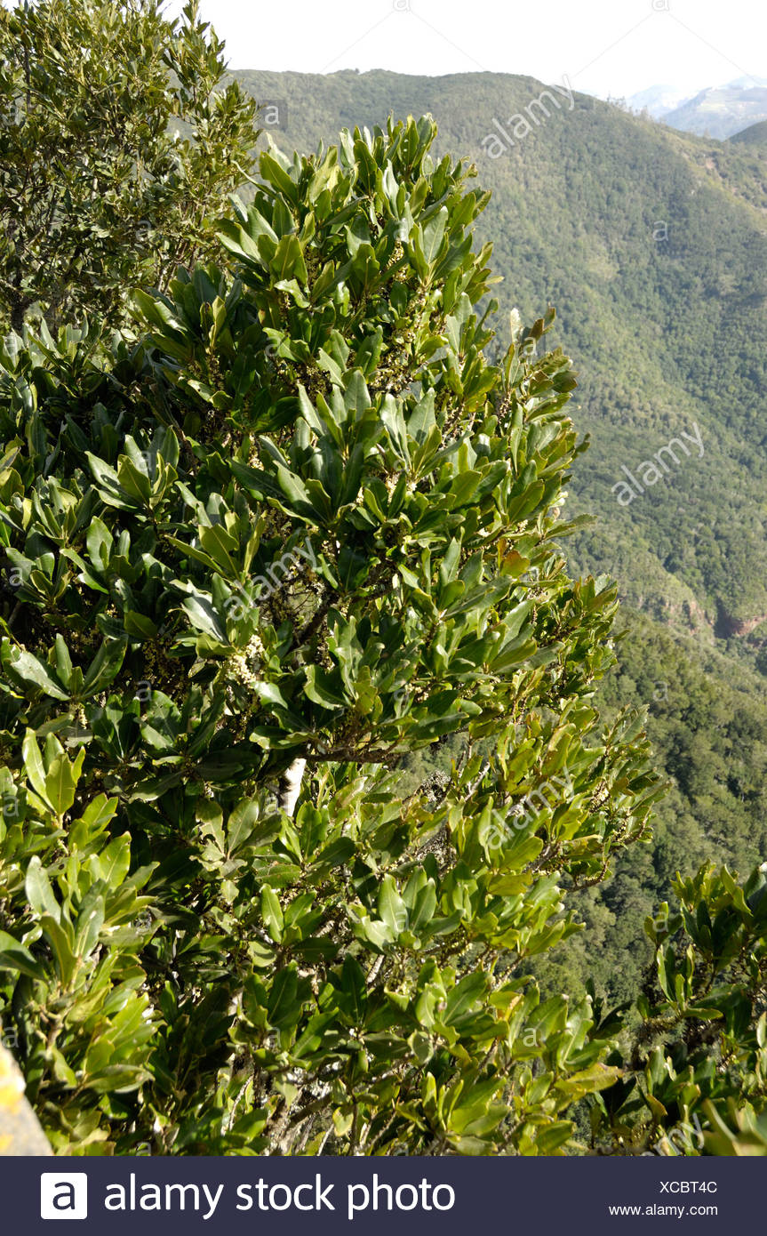 Laurus Canariensis High Resolution Stock Photography and Images - Alamy