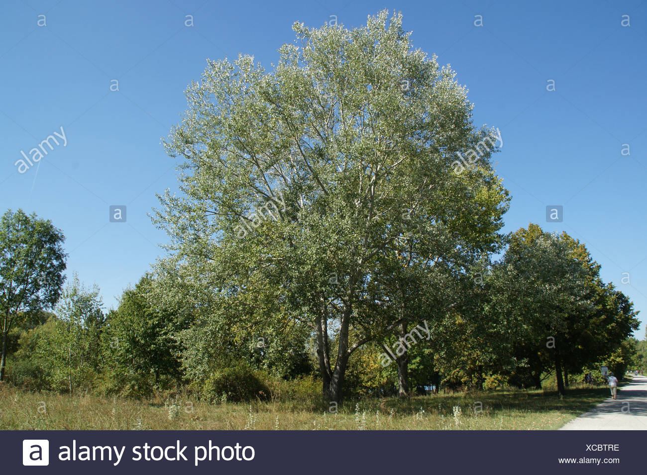 White Poplar Stock Photos & White Poplar Stock Images - Alamy