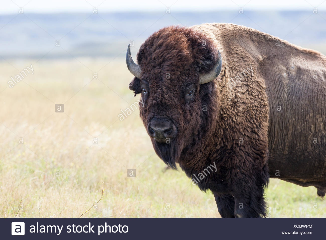 Common Bison Stock Photos & Common Bison Stock Images - Alamy