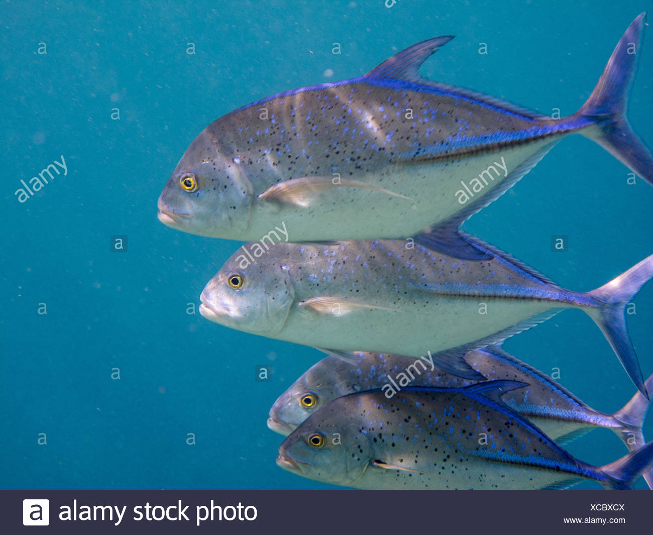 Blue Trevally High Resolution Stock Photography and Images - Alamy