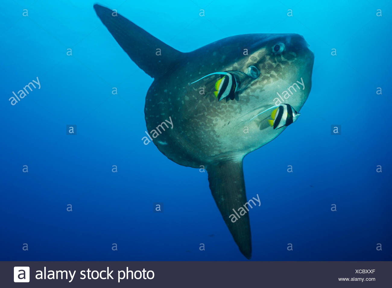 Sunfish Ocean Sunfish Mola Mola High Resolution Stock Photography and ...