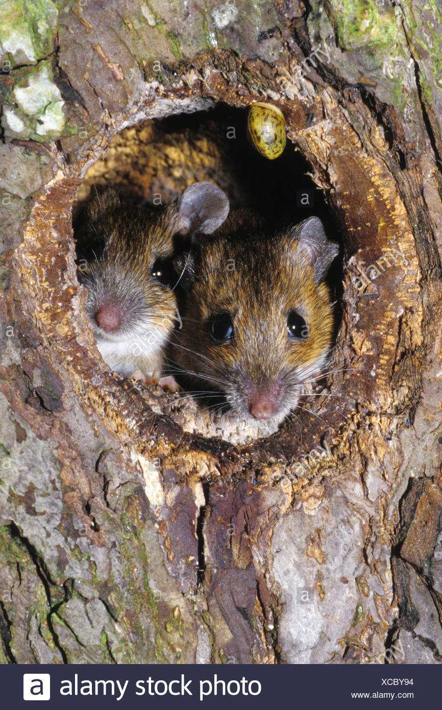Mammals Mice High Resolution Stock Photography and Images - Alamy