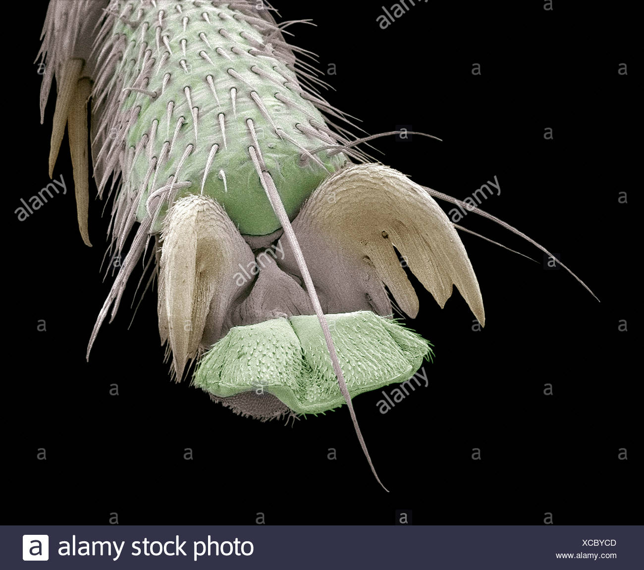 Scorpion Up Close High Resolution Stock Photography and Images - Alamy