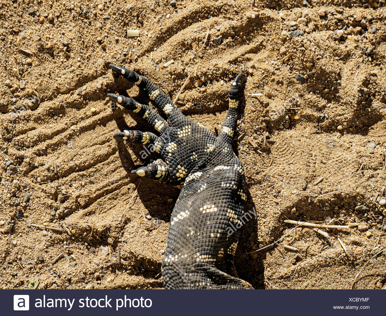 Sand Goanna Stock Photos & Sand Goanna Stock Images - Alamy
