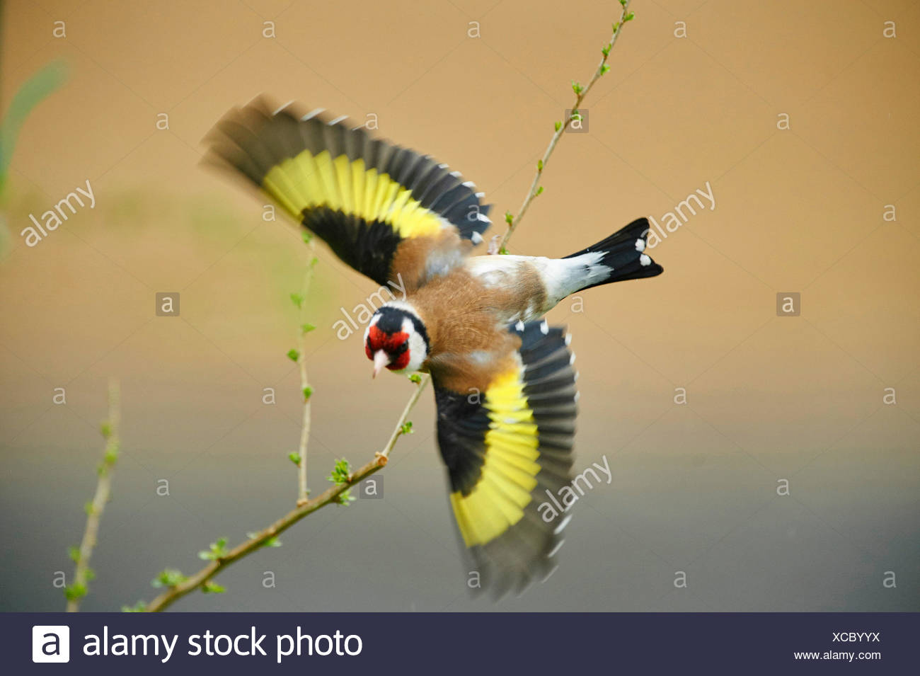 Goldfinch In Flight High Resolution Stock Photography and Images - Alamy
