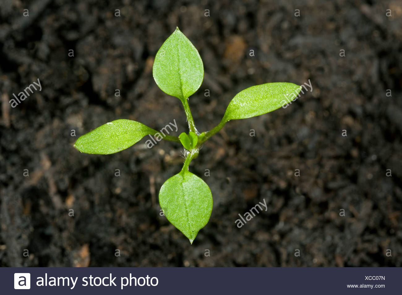 Seedling Cotyledons First True Leaves High Resolution Stock Photography ...