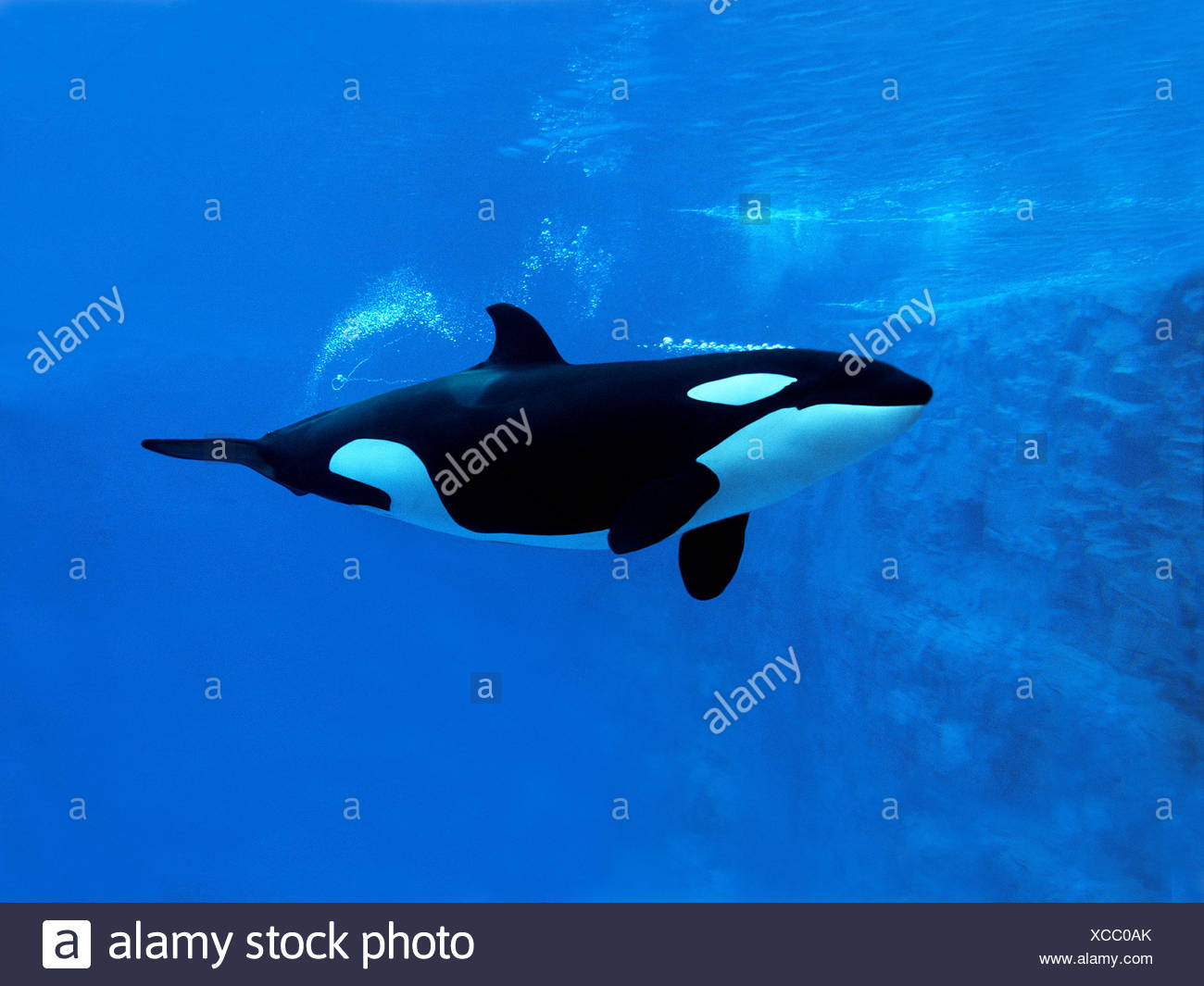 Orca Underwater High Resolution Stock Photography and Images - Alamy