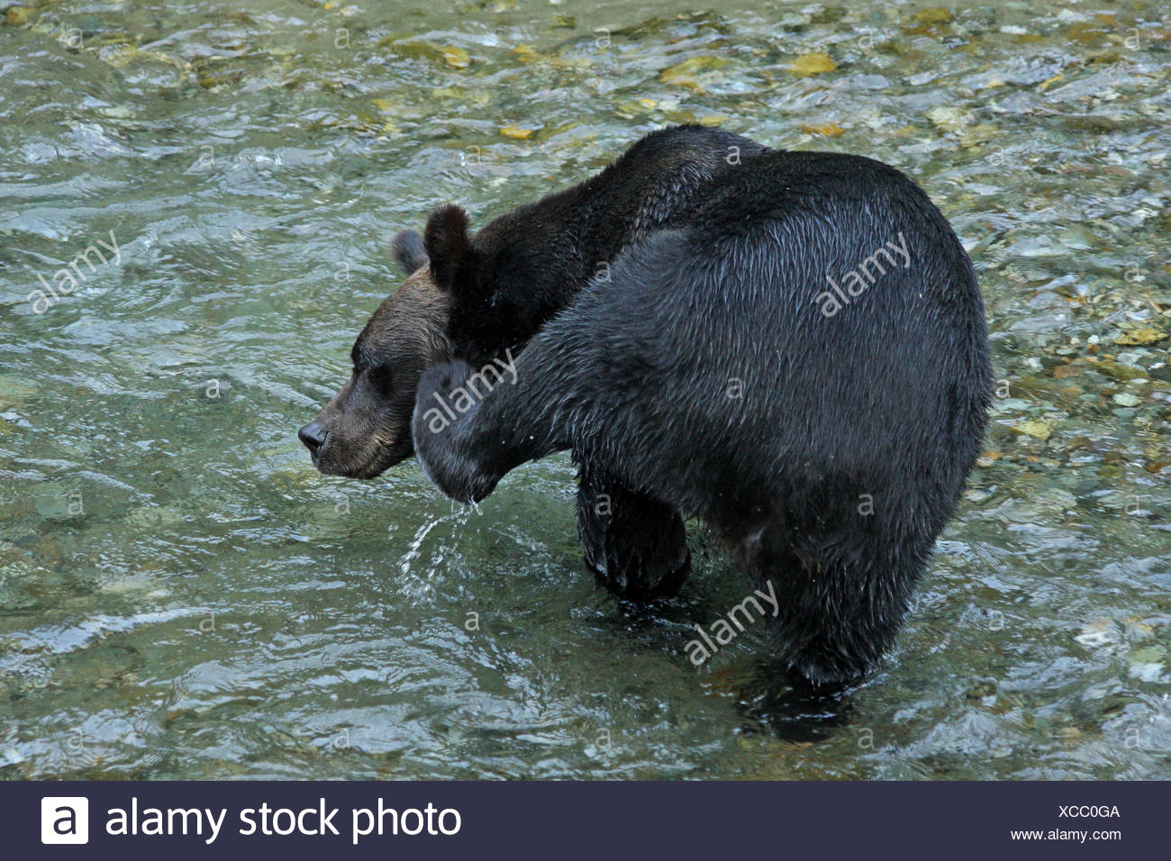 Grizzly Bear Scratching High Resolution Stock Photography and Images ...