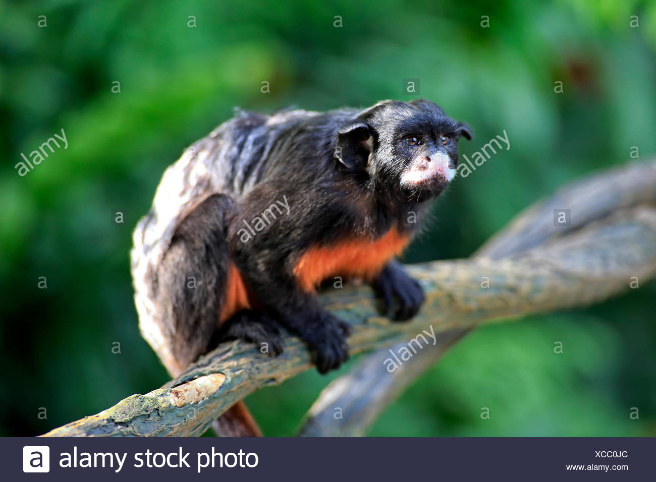 Labiatus High Resolution Stock Photography and Images - Alamy