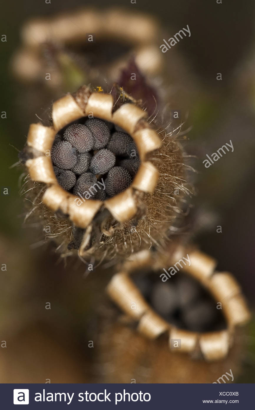 Silene Dioica Macro Seeds High Resolution Stock Photography and Images ...