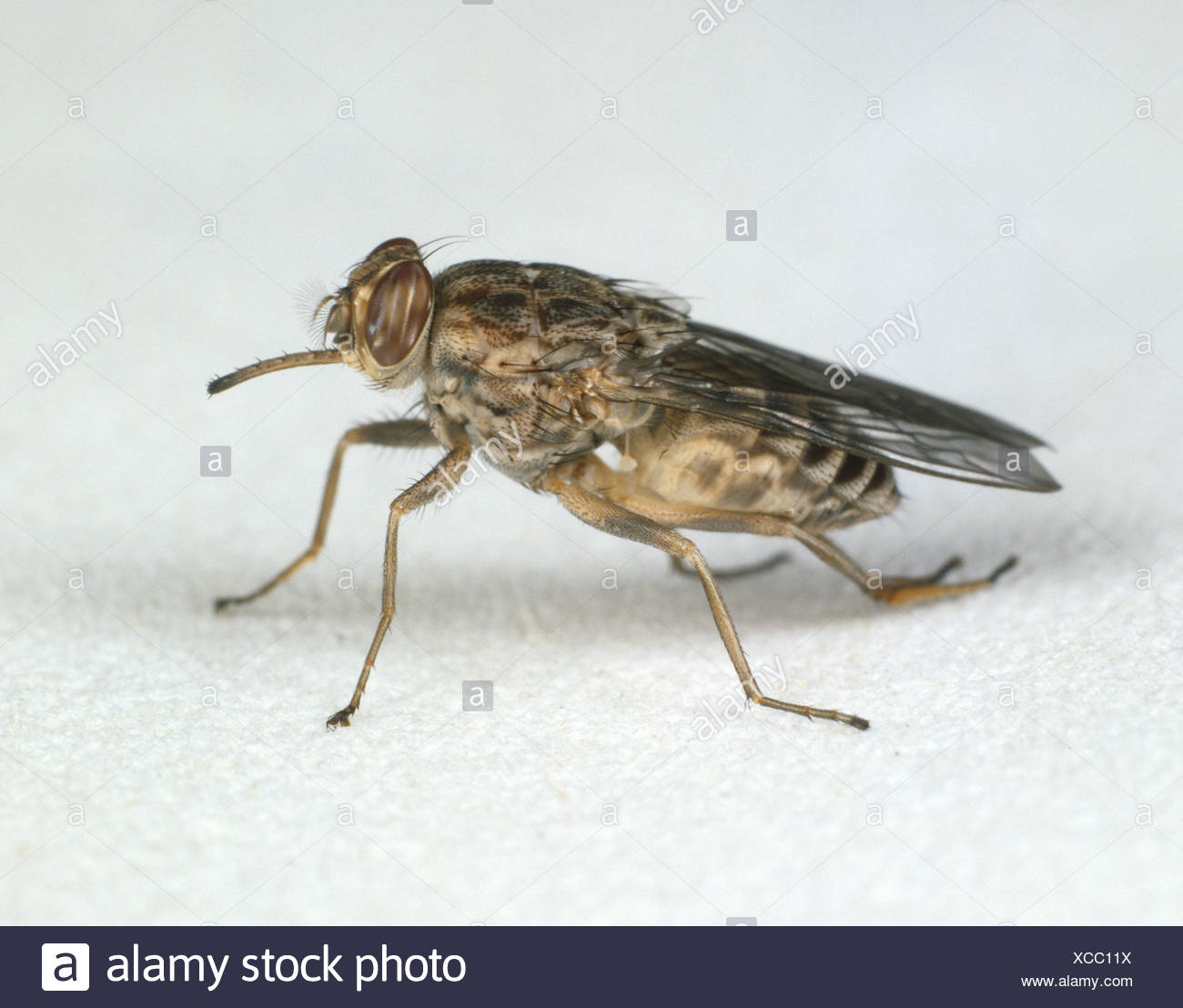 Tsetse Fly Biting High Resolution Stock Photography and Images - Alamy