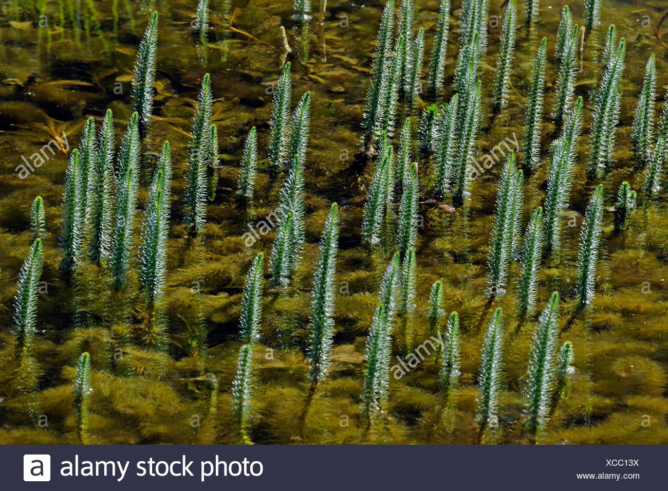 Common Mares Tail High Resolution Stock Photography and Images - Alamy