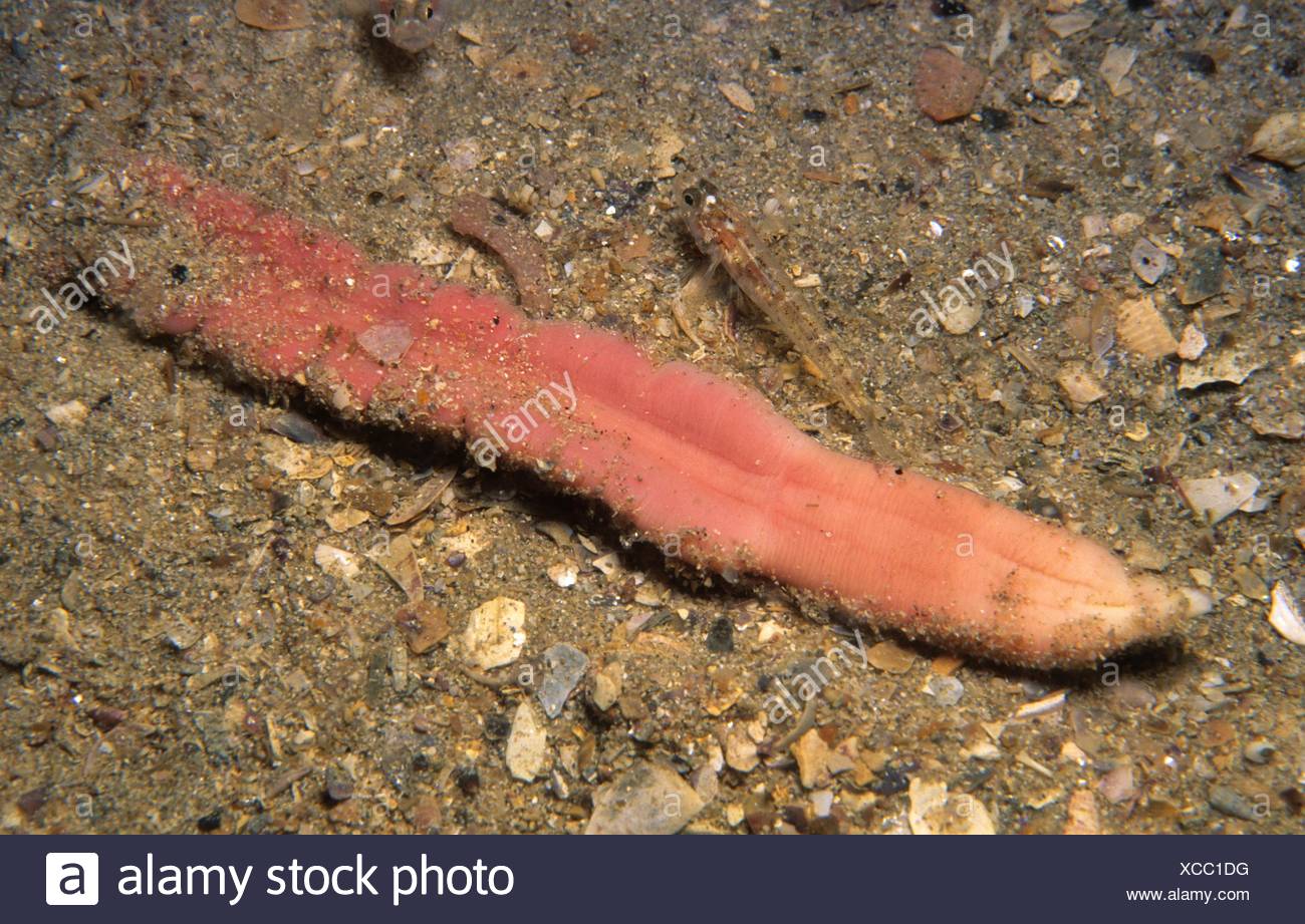 Nemertea High Resolution Stock Photography and Images - Alamy