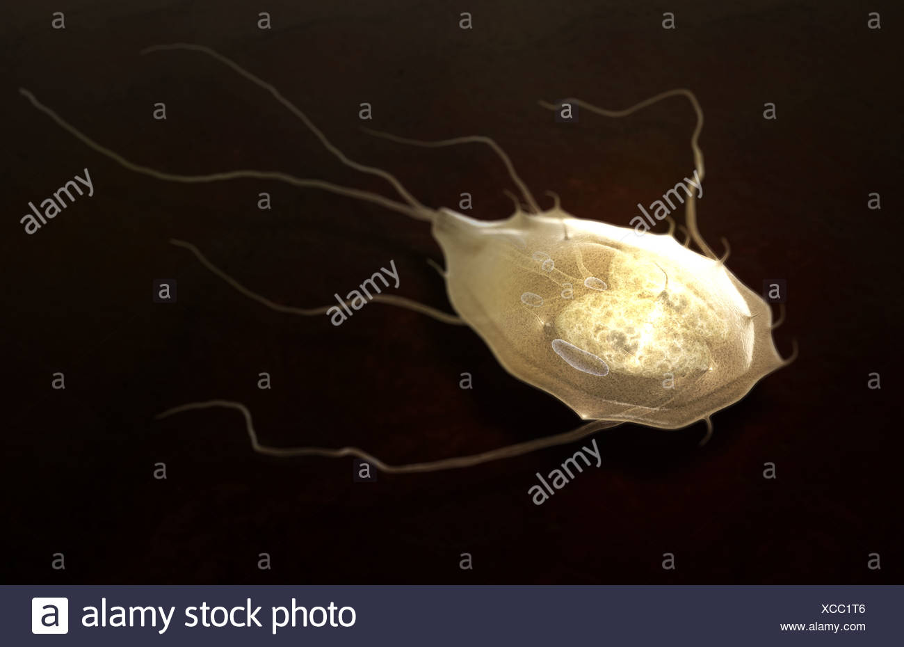 Giardia High Resolution Stock Photography and Images - Alamy