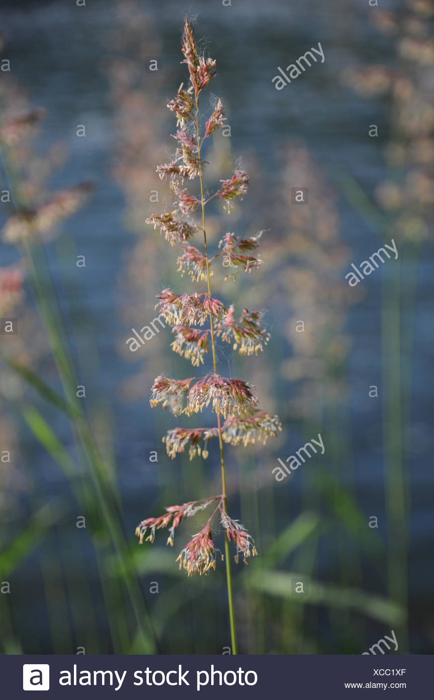 Schwaden High Resolution Stock Photography and Images - Alamy