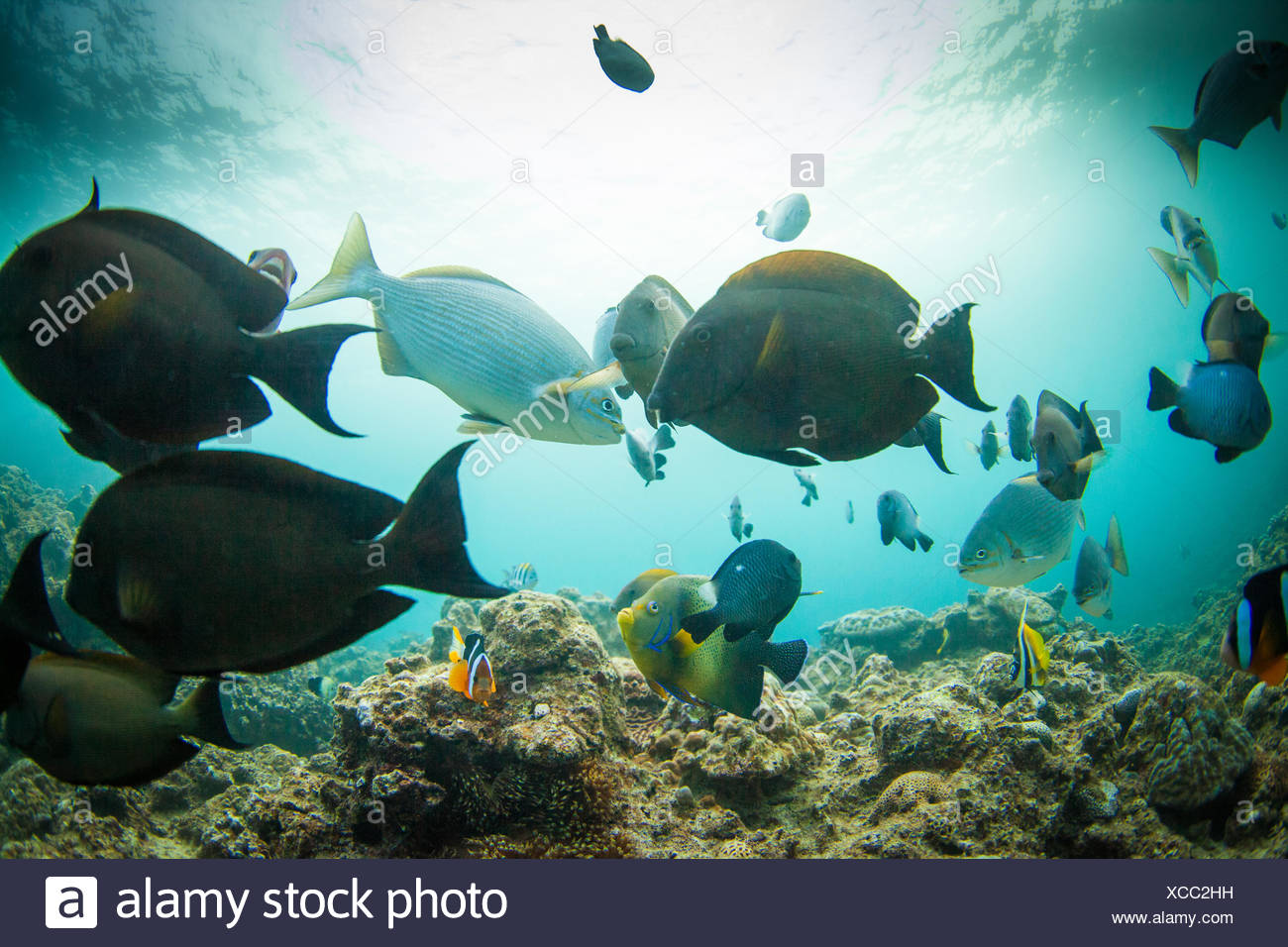 Okinawa Marine High Resolution Stock Photography and Images - Alamy