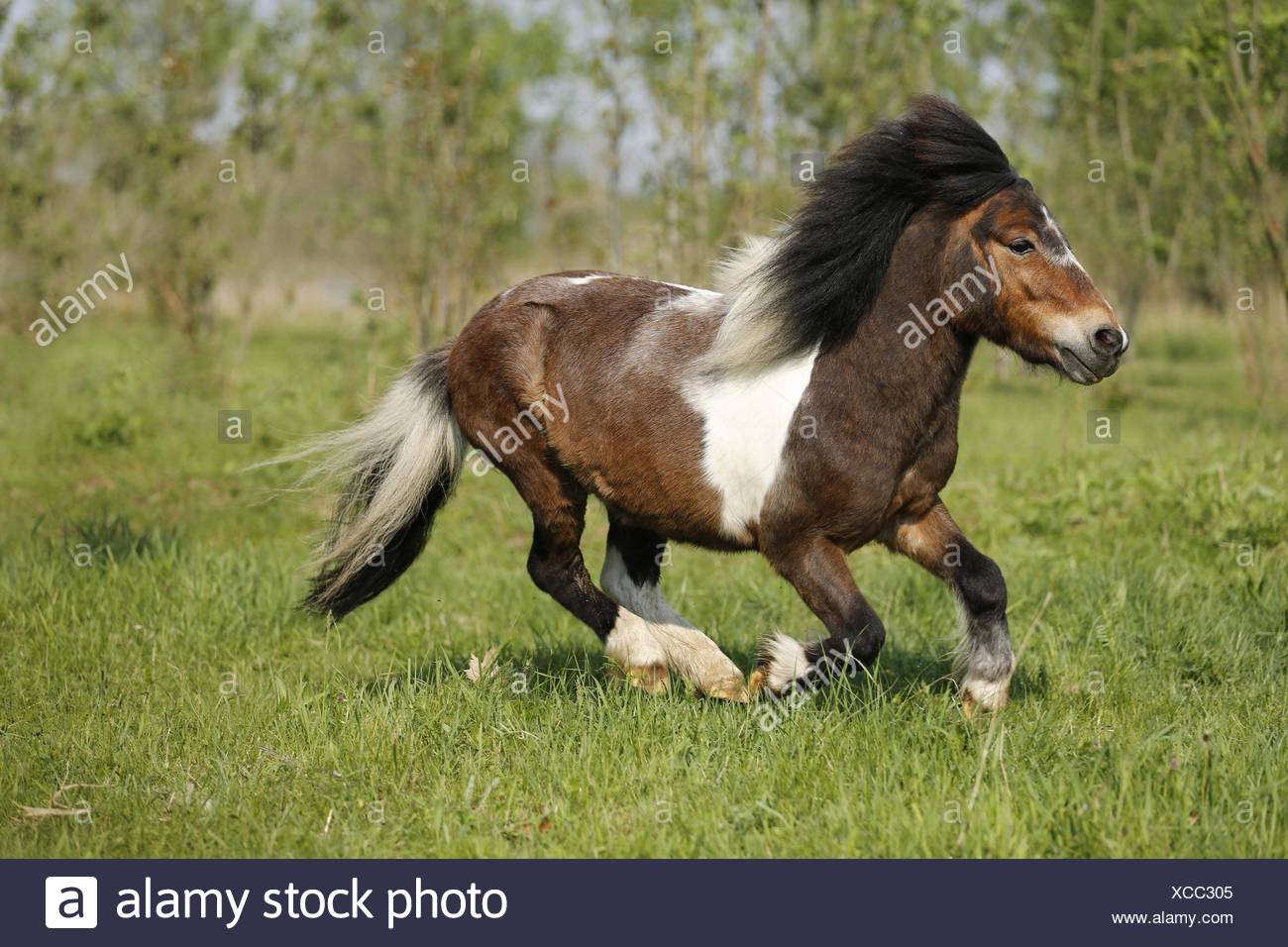 Running Shetland Pony High Resolution Stock Photography and Images - Alamy