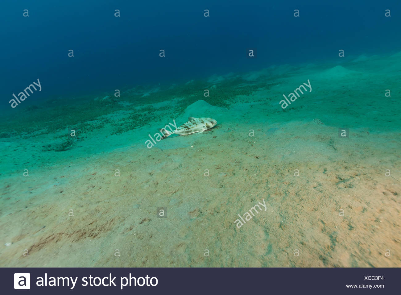 Seriolina Nigrofasciata High Resolution Stock Photography and Images ...