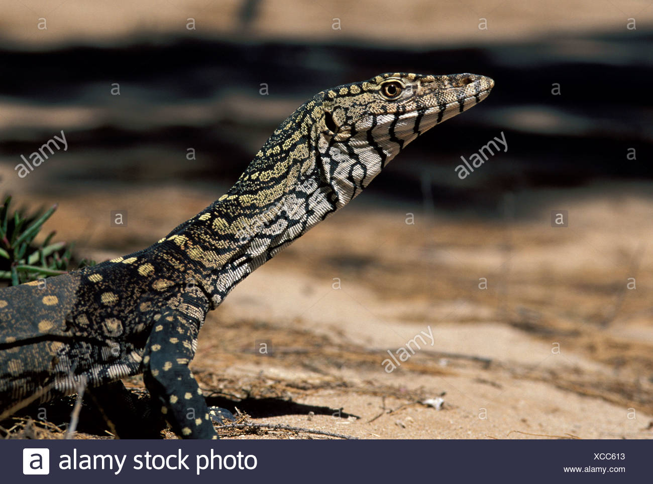 Perentie High Resolution Stock Photography and Images - Alamy