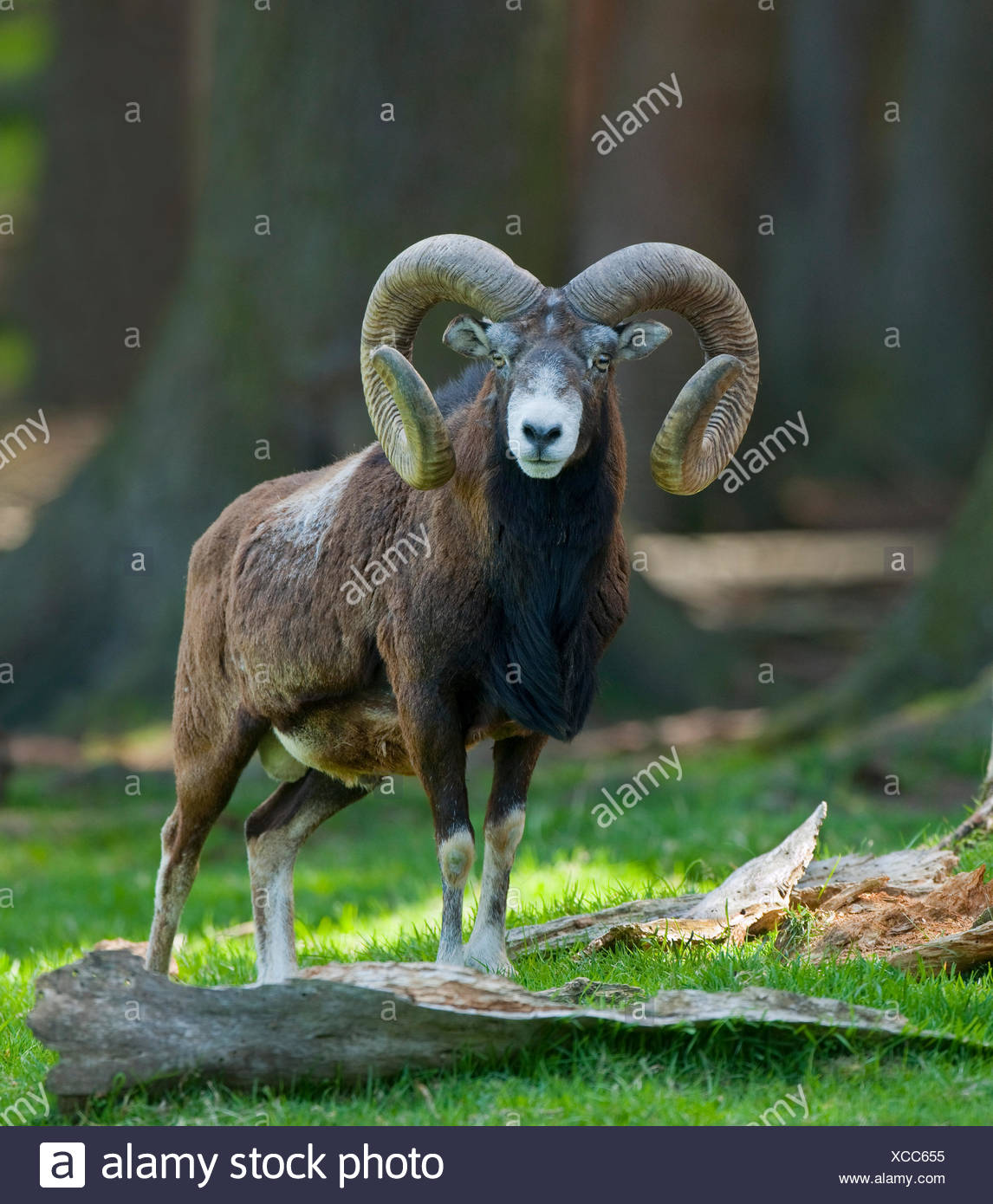 Mouflon Sheep High Resolution Stock Photography and Images - Alamy