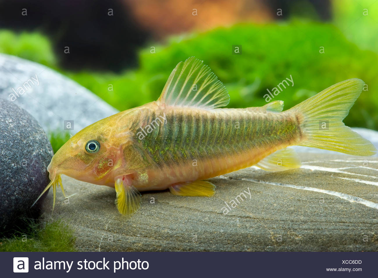 Corydoras Fish High Resolution Stock Photography and Images - Alamy