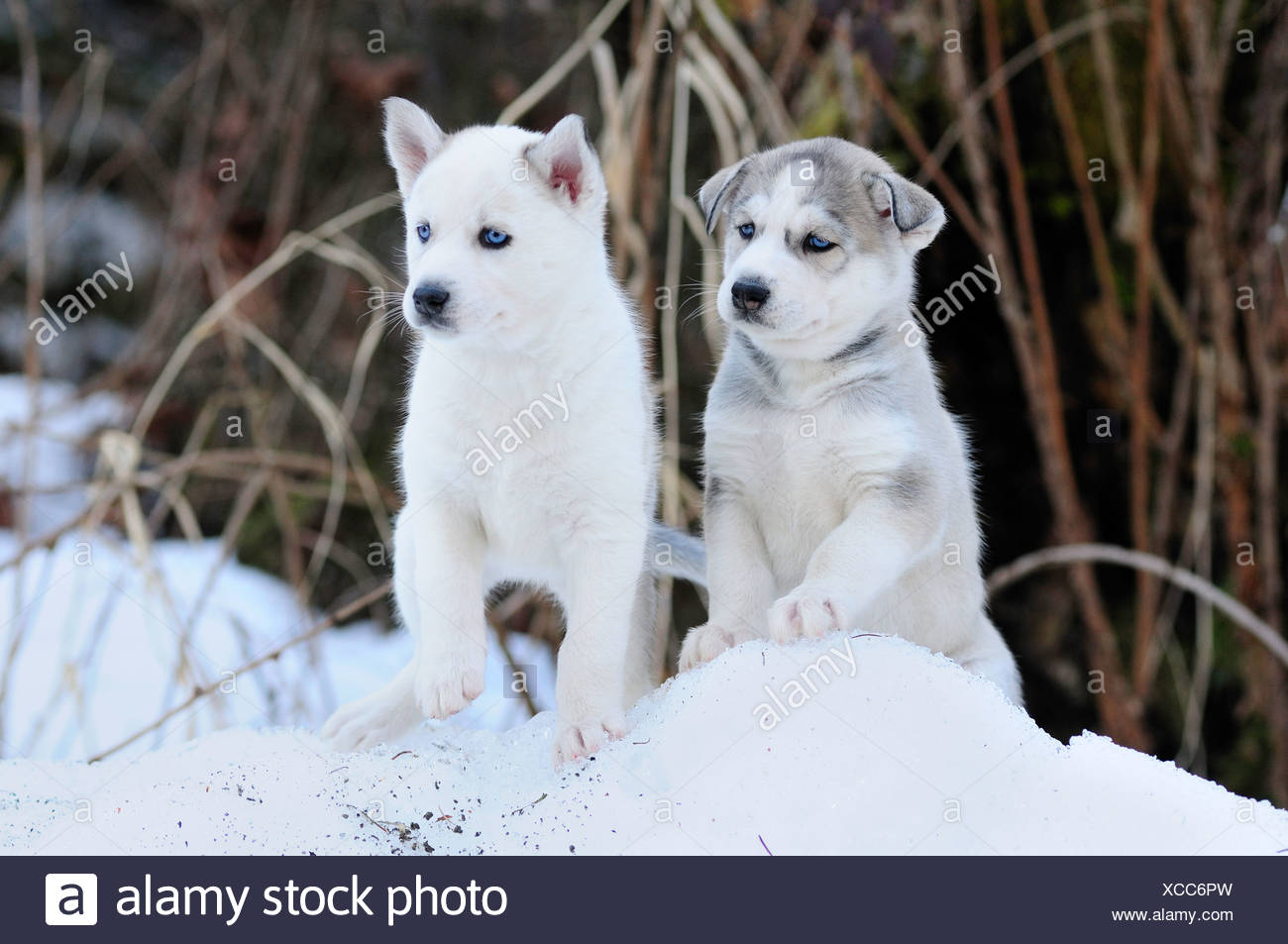 Angel Animal High Resolution Stock Photography and Images - Alamy
