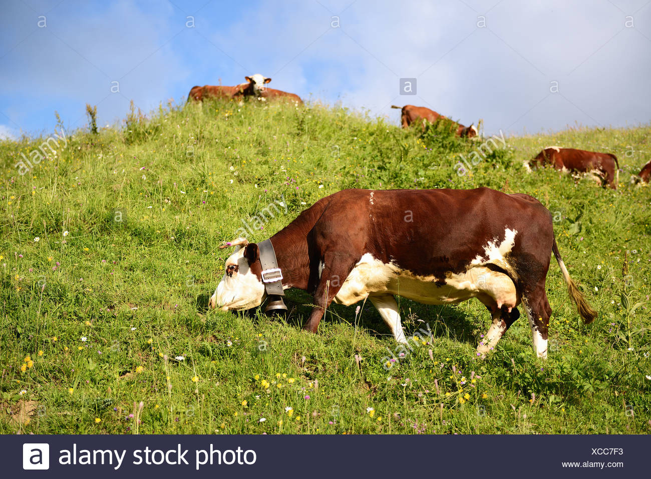Tarine Dairy Cattle Herd High Resolution Stock Photography and Images ...