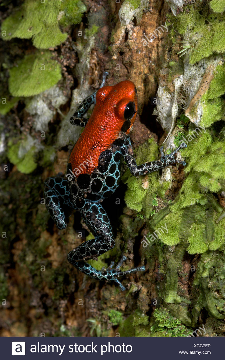 Dendrobates Reticulatus Stock Photos & Dendrobates Reticulatus Stock ...