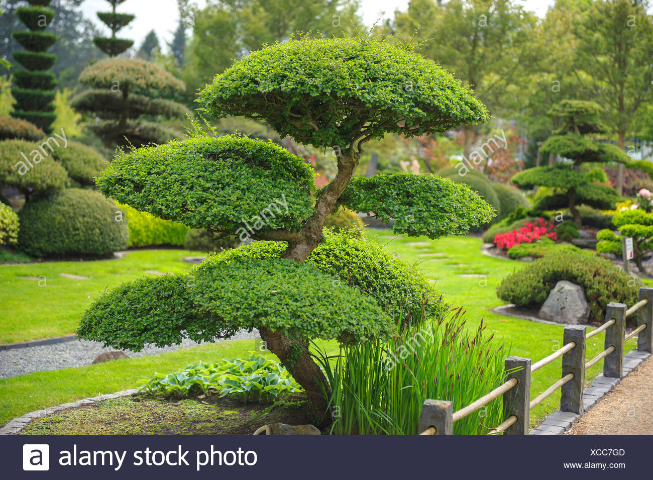 Topiary In A Japanese Garden High Resolution Stock Photography and ...