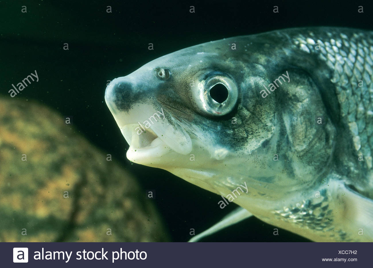 Oxyrhynchus Stock Photos & Oxyrhynchus Stock Images - Alamy